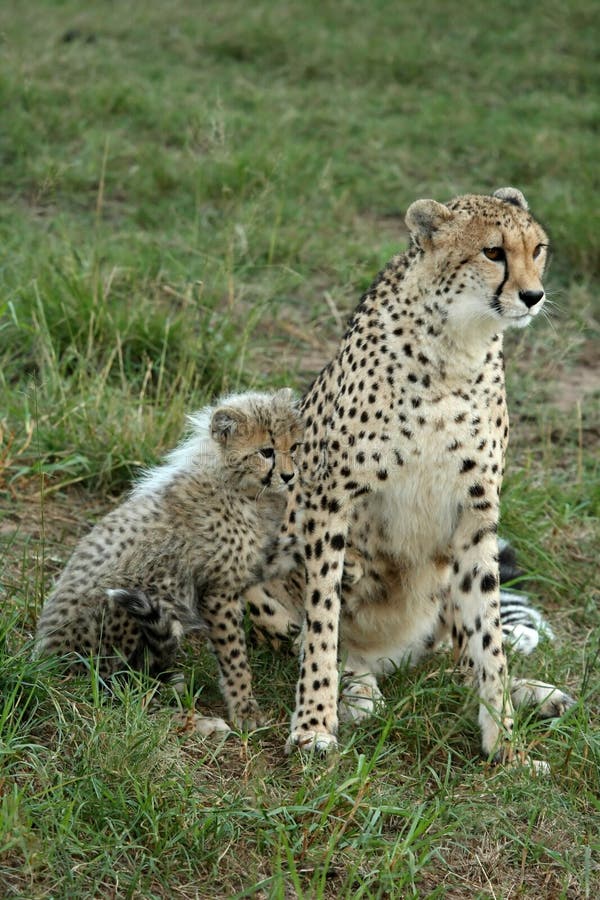 Cheetah Mother and Cub stock photo. Image of nature, feline - 15126664