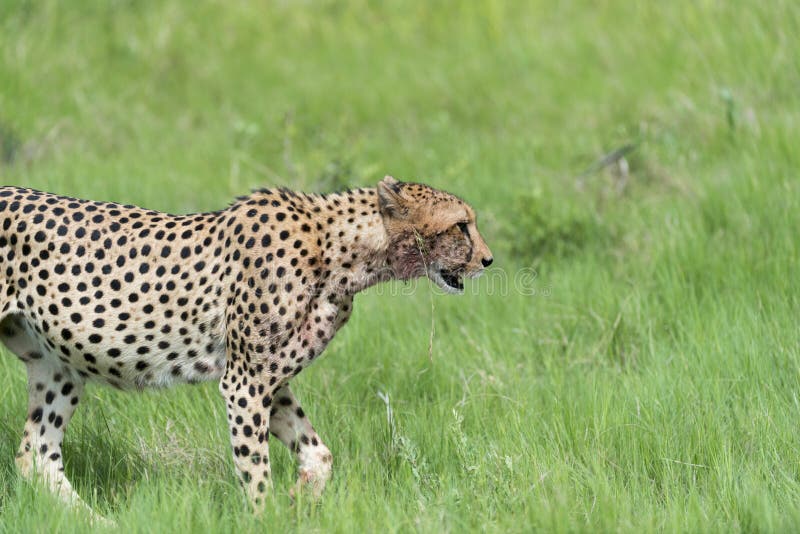Cheetah Running Fast at High Speed Stock Image - Image of action ...