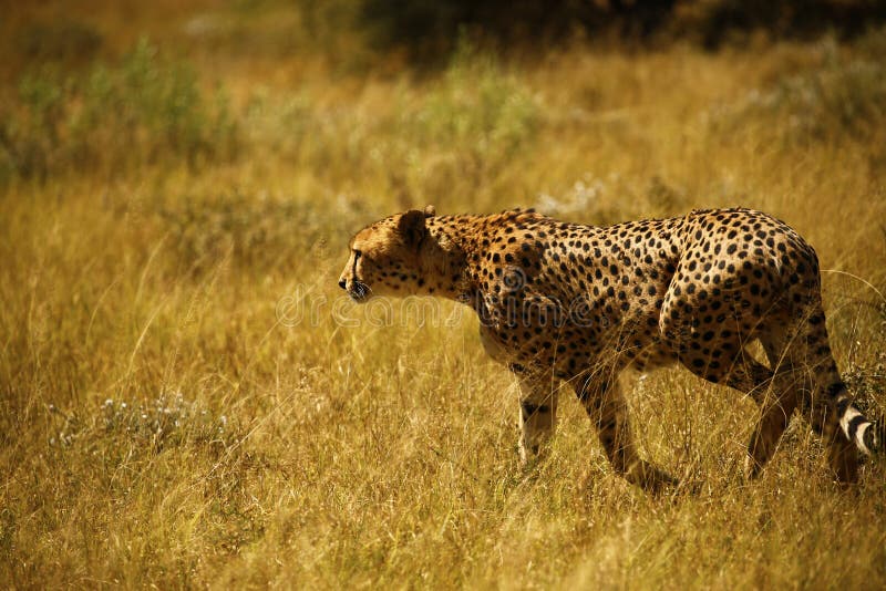 Cheetah Moving Fast stock image. Image of african, brsimages - 91908753