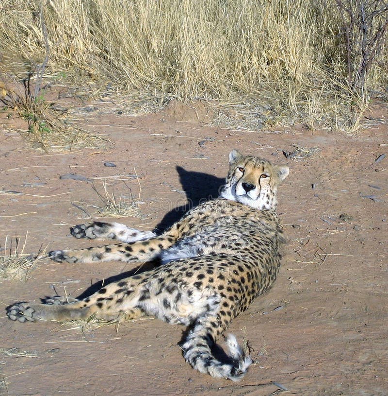 Cheetah in Namibia stock image. Image of namibia, hunting - 80363339