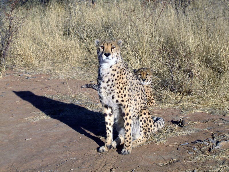 Cheetah in Namibia stock photo. Image of africa, spotted - 80363342