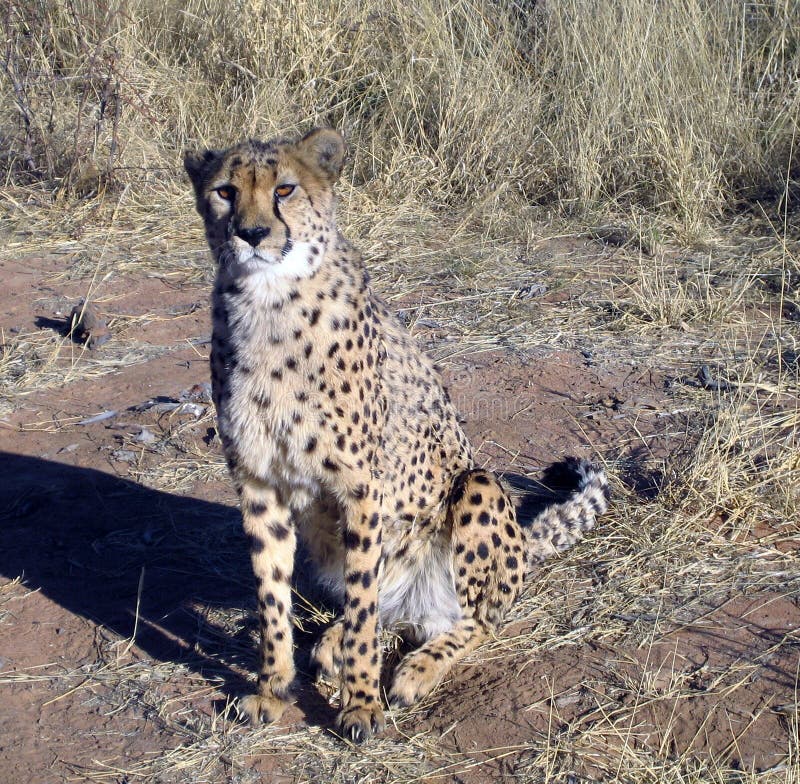 Cheetah in Namibia stock photo. Image of wildlife, spotted - 80710382