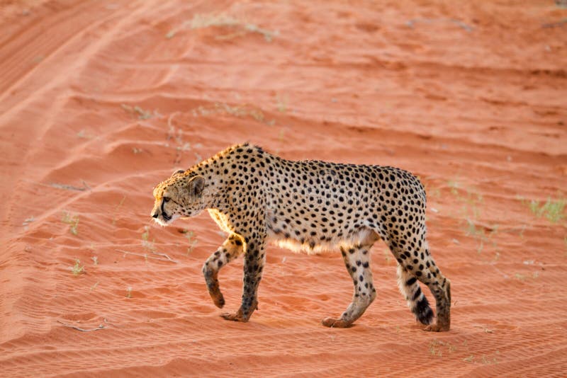 Cheetah, Namibia stock photo. Image of nature, mammal - 46859654