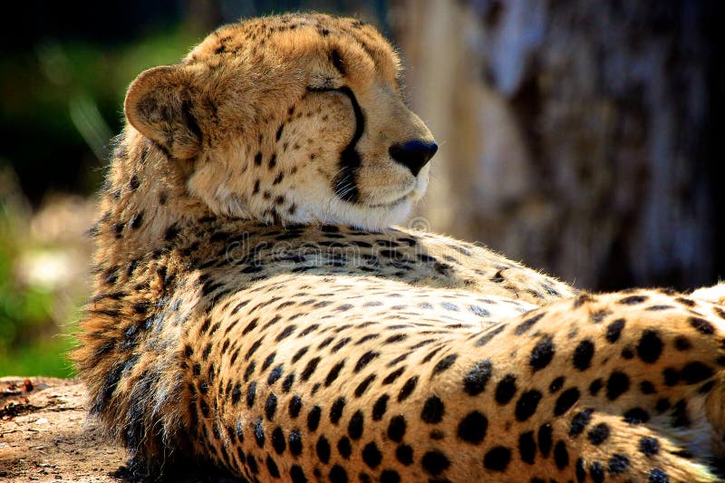 Cheetah Napping near tree stock photo. Image of tongue - 65573132