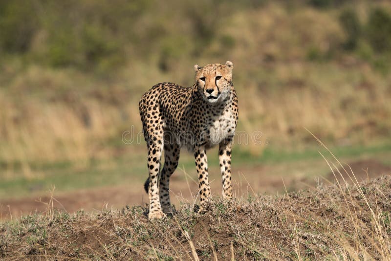 Cheetah Observing the Surroundings, Masai Mara Stock Photo - Image of ...