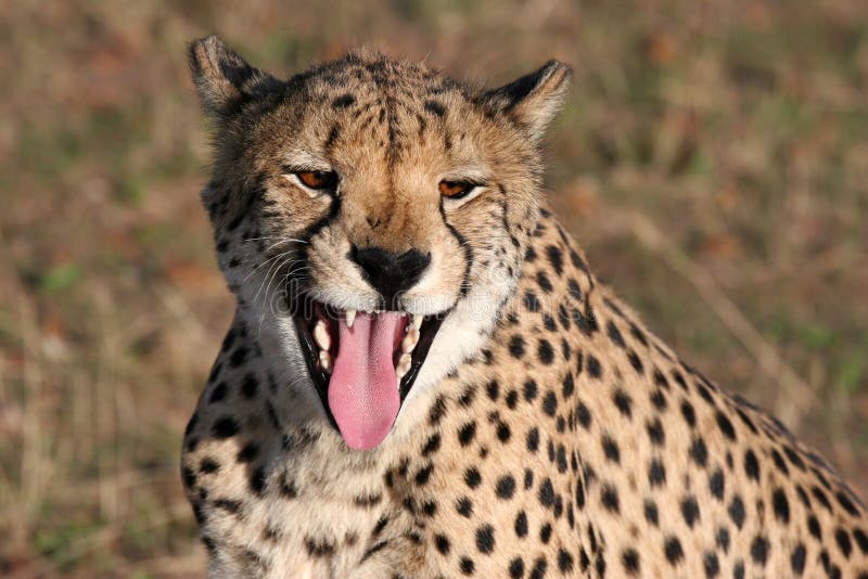 Cheetah With Open Muzzle Picture. Image: 5103338