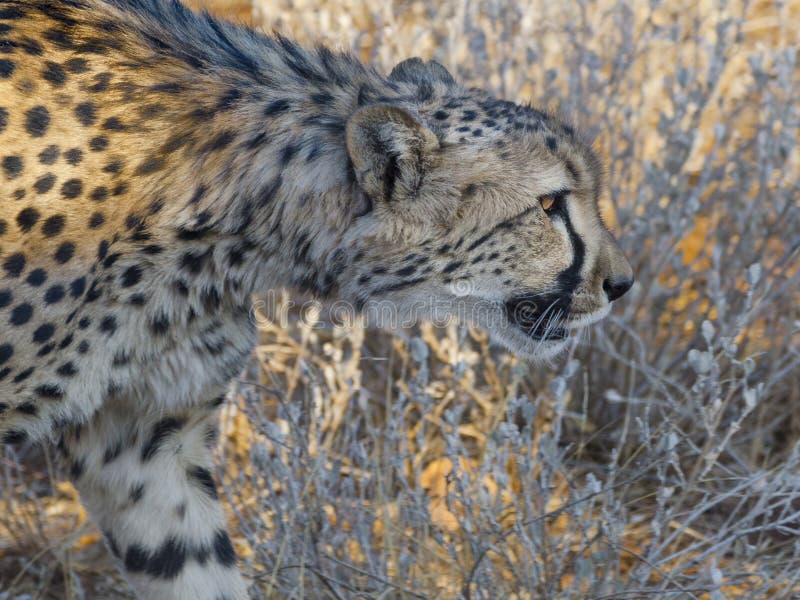 Cheetah stock image. Image of animal, mammal, namibia - 90940801
