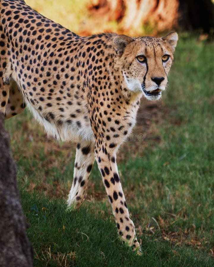 Cheetah stock photo. Image of eyes, fierce, beautiful - 121000992
