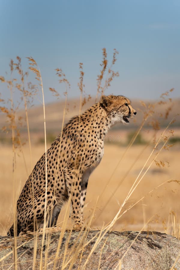 Cheetah Over the Boulder Looking for Preys Stock Photo - Image of ...