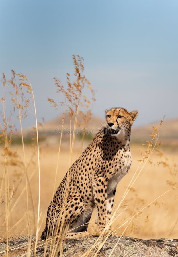 Cheetah on Top of the Rock Looking for Preys Stock Photo - Image of ...