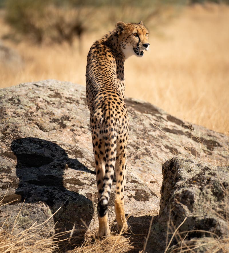 Cheetah Over the Rock Looking Back for Preys Stock Image - Image of ...