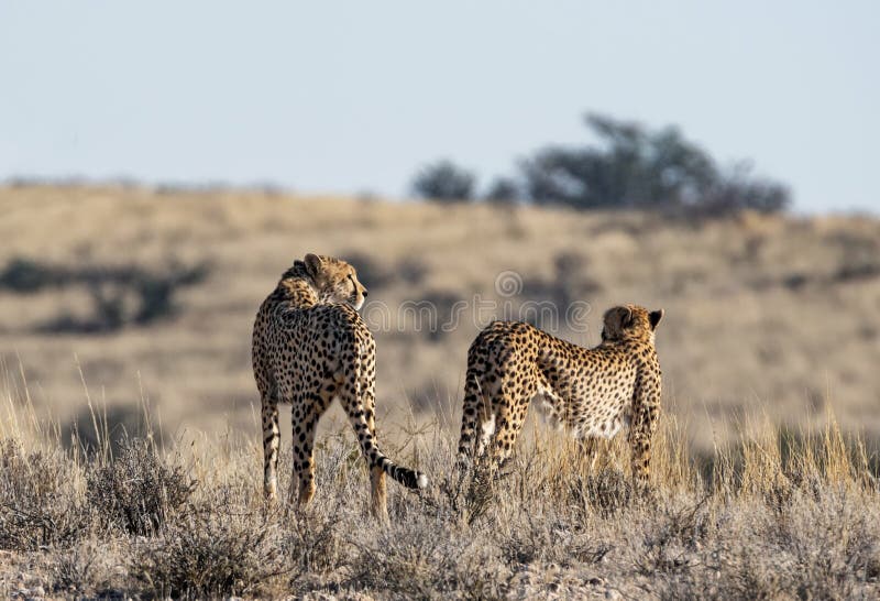Cheetah Pair stock photo. Image of pair, africa, felid - 255940824