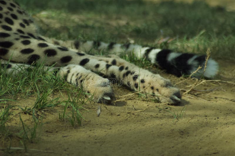 Cheetah paws stock image. Image of cheetah, african - 175877513