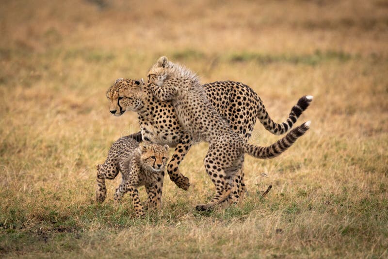 Cheetah cub at play stock photo. Image of chew, cute, spots - 3663684
