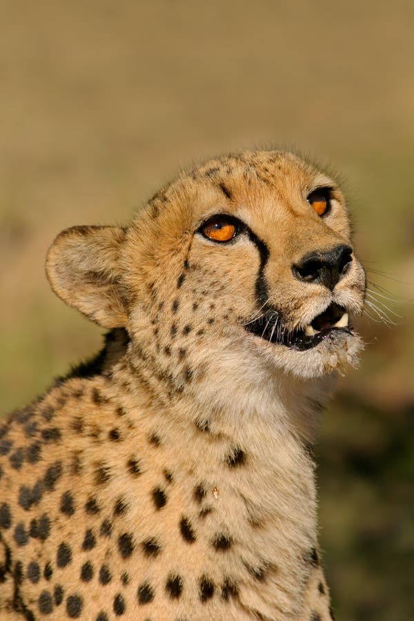 Cheetah head close up stock image. Image of lovely, wildlife - 20492627