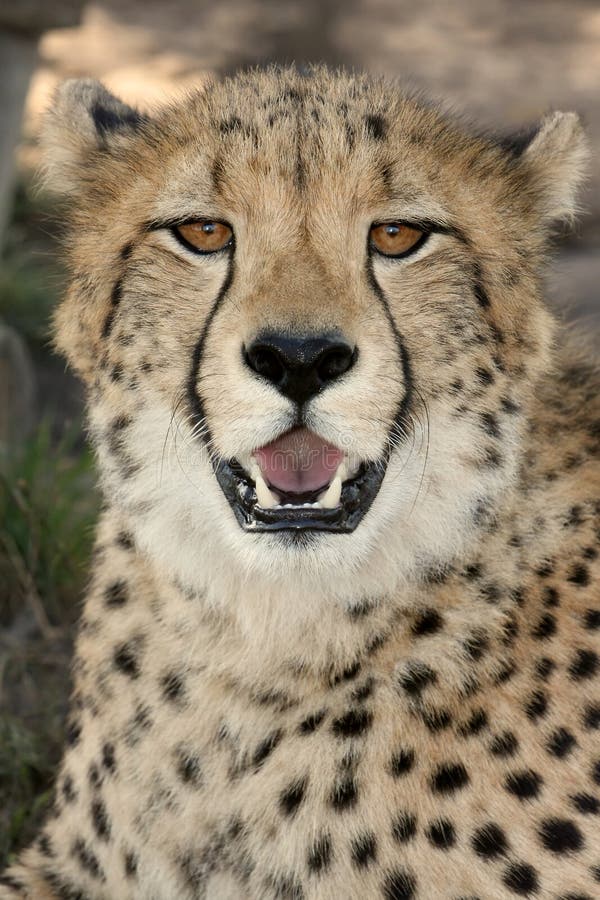 3,475 Cheetah Head Stock Photos - Free & Royalty-Free Stock Photos from ...