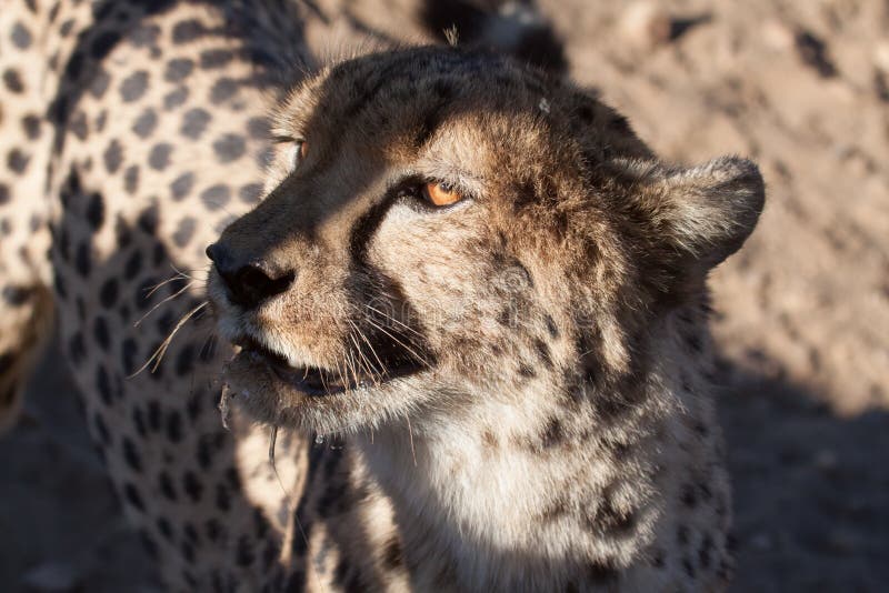 Cheetah looking back stock image. Image of face, fauna - 32296315