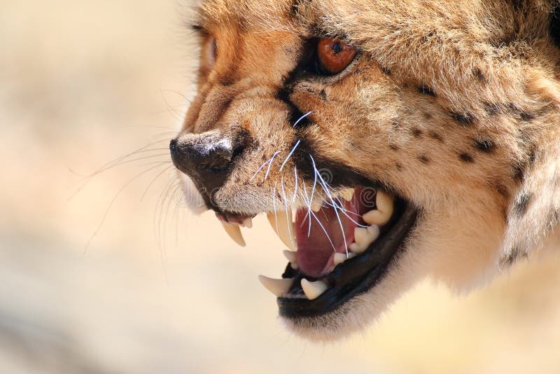 Angry Cheetah Stock Photos - Download 173 Royalty Free Photos