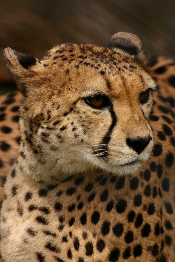 Closeup of a Beautiful Cheetah Face Stock Image - Image of carnivore ...