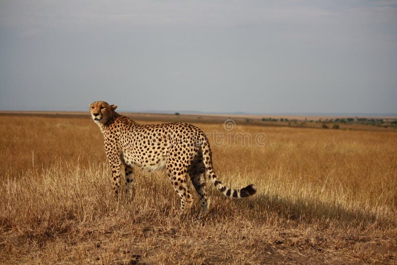 Cheetah poses stock photo. Image of afternoon, cheetahs - 43399684