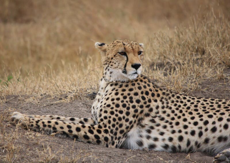 Cheetah poses stock photo. Image of animal, cheetahs - 43426022