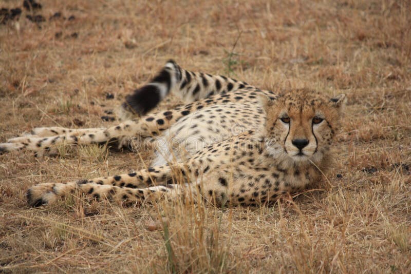 Cheetah poses stock image. Image of animal, masai, safari - 43485971