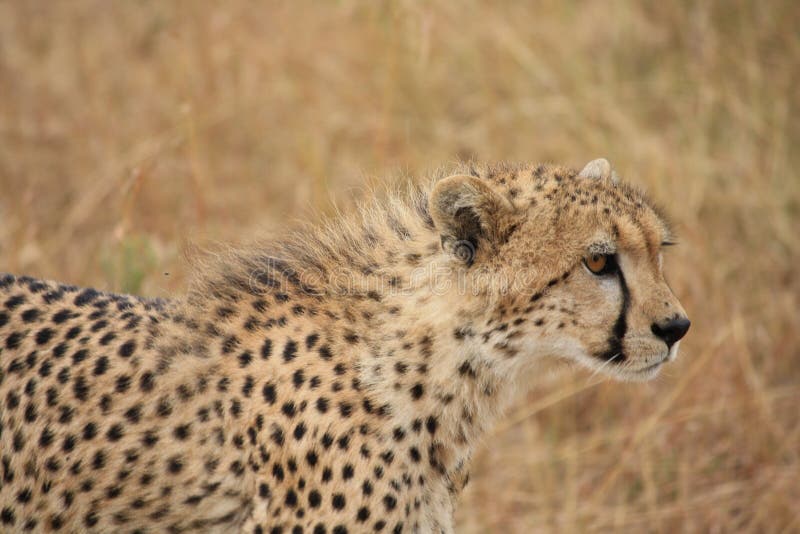Cheetah poses stock photo. Image of animal, cheetahs - 43426022