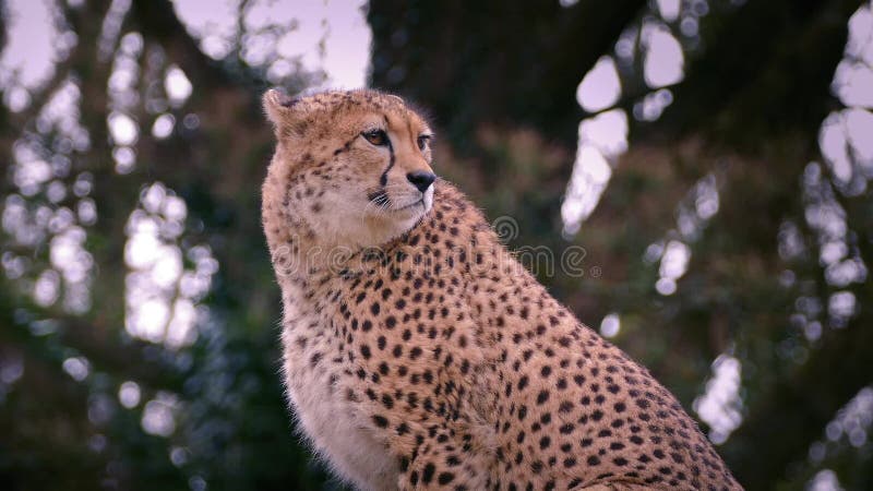 Cheetah in Pretty Evening Light Stock Footage - Video of forest ...