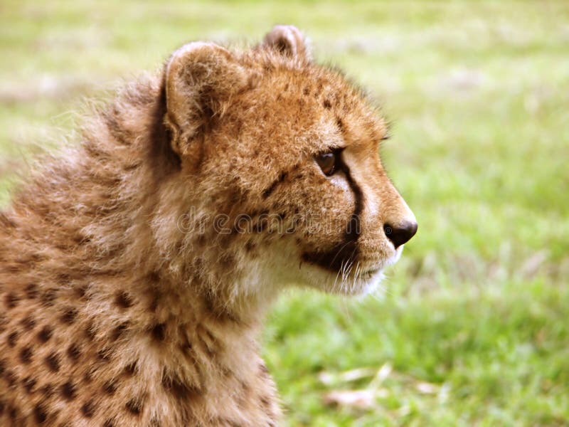 Cheetah profile stock photo. Image of wild, bush, teardrop - 363082
