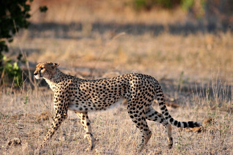 Cheetah on the prowl stock photo. Image of dangerous - 26640878