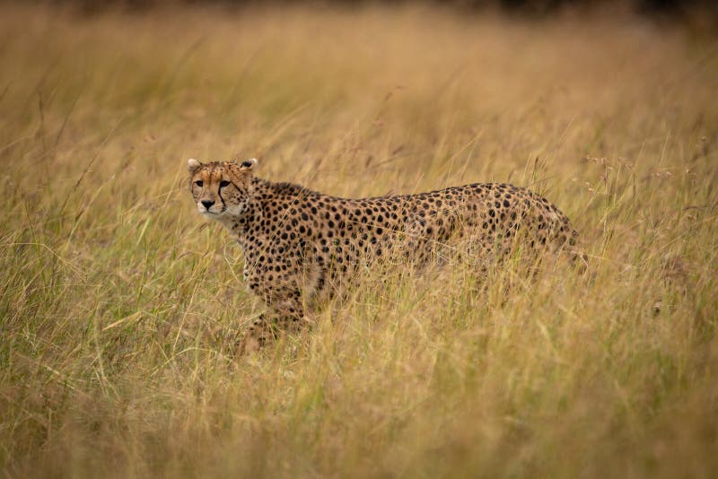 Cheetah Prowling through Long Grass Looking Left Stock Image - Image of ...