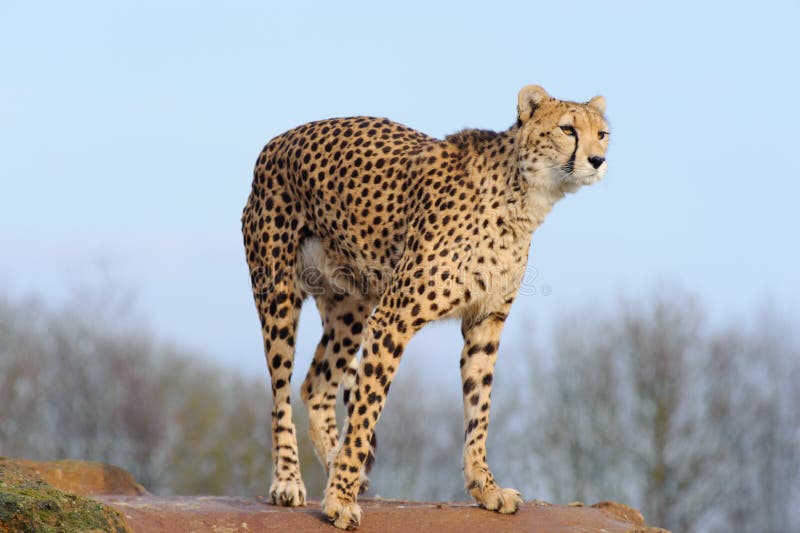 Cheetah ready to pounce stock image. Image of animal - 19127749