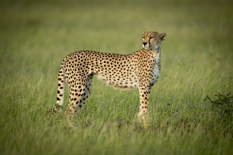 Cheetah Regarde Autour D'une Longue Pelouse Image stock - Image du jour ...