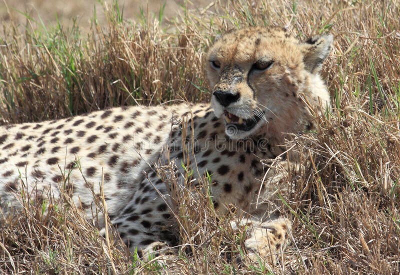 Cheetah in relax, Botswana stock photo. Image of relax - 51374246