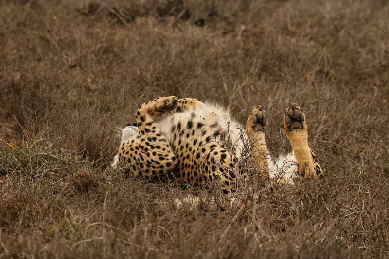 Cheetah Relaxing in the Grassy Planes, Scratching His Back. Stock Photo ...