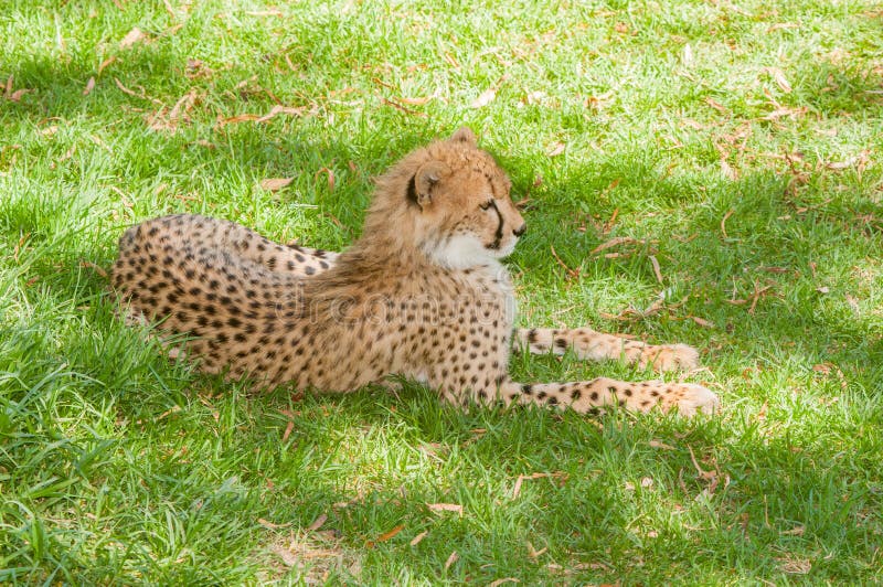 Cheetah Relaxing in the Shade Stock Photo - Image of fauna, shade: 51746946