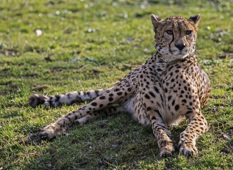 Cheetah 2 stock image. Image of speed, feet, serious - 64260163