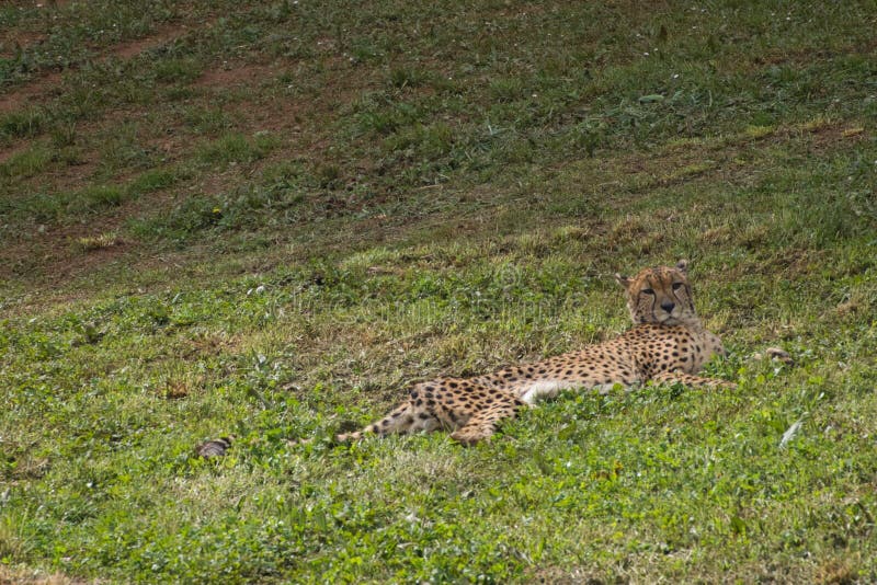 Cheetah Resting Lying on the Grass Stock Image - Image of animal ...