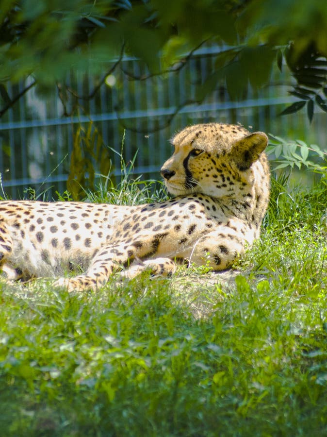 A Cheetah Resting in the Sun Editorial Stock Photo - Image of resting ...