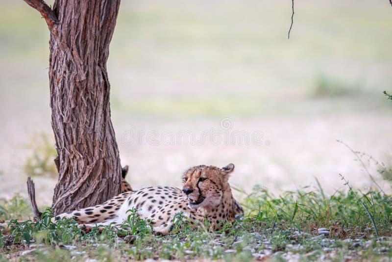 Cheetah Resting Under a Tree. Stock Image - Image of natural, hunter ...