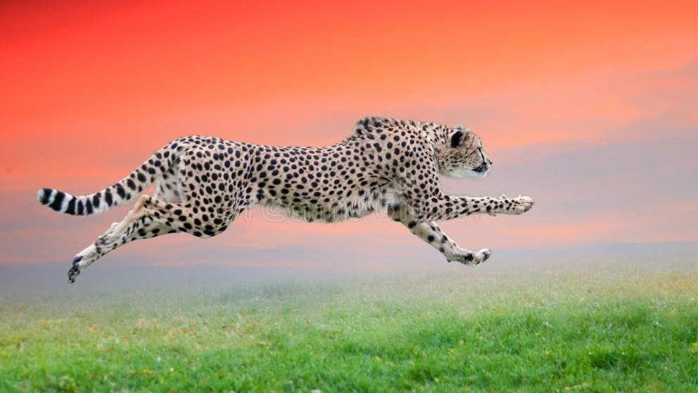 42,521 Cheetah Neatza Stock Photos - Free & Royalty-Free Stock Photos ...