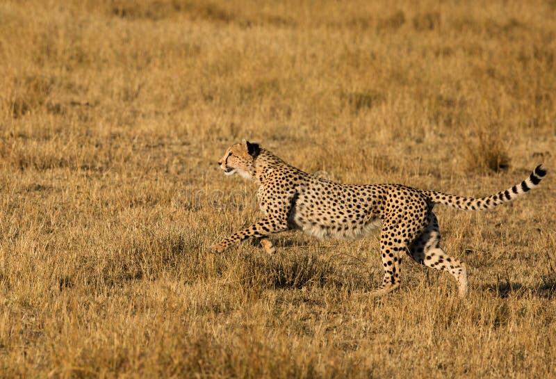 Cheetah Running after a Prey at Masai Mara Grassland Stock Image ...