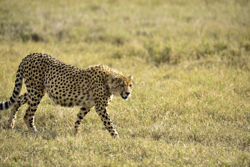 Cheetah stock photo. Image of bush, fell, cheetah, fangs - 34510606
