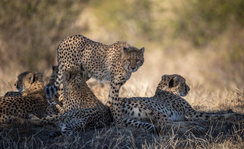 Cheetah in the Savannah, Tanzania Stock Photo - Image of cheetah, wild ...
