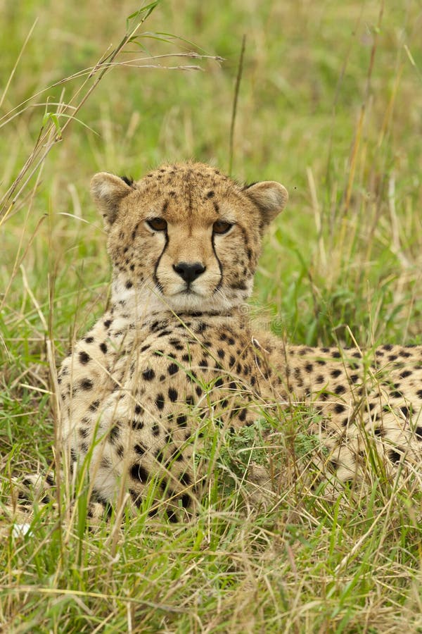 Cheetah in the Savannah stock photo. Image of africa - 29671560