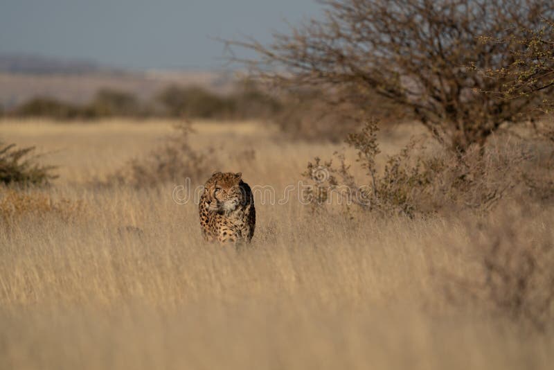 A Cheetah Searching for Prey in the Grasslands of the Kalahari Desert ...