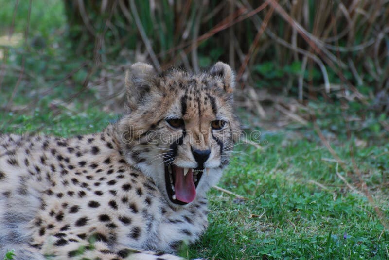 A Cheetah with Sharp Teeth Sunning Stock Photo - Image of teeth, open ...