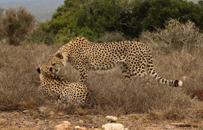 Cheetah siblings stock photo. Image of buffalo, africa - 93024542
