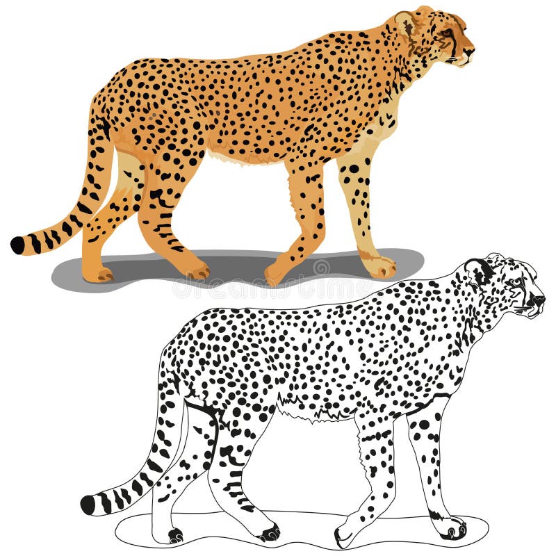 Cheetah Side View Tiger Graphic Vector Stock Vector - Illustration of ...