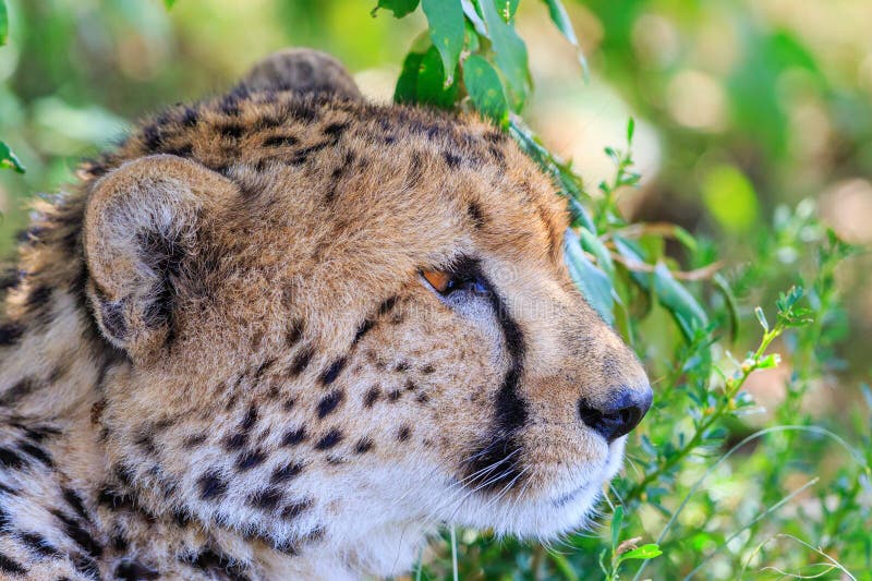 Cheetah at a Side View Looking at Something Stock Image - Image of bush ...
